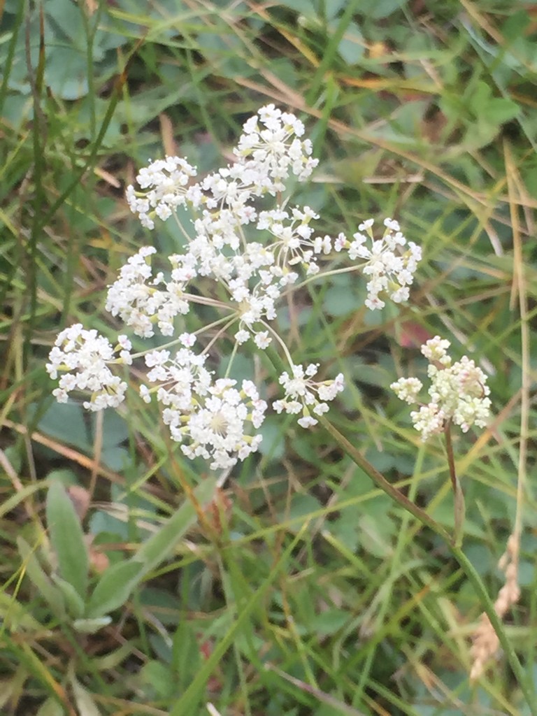 Umbellifers (Apiaceae) Flower, Leaf, Care, Uses - PictureThis
