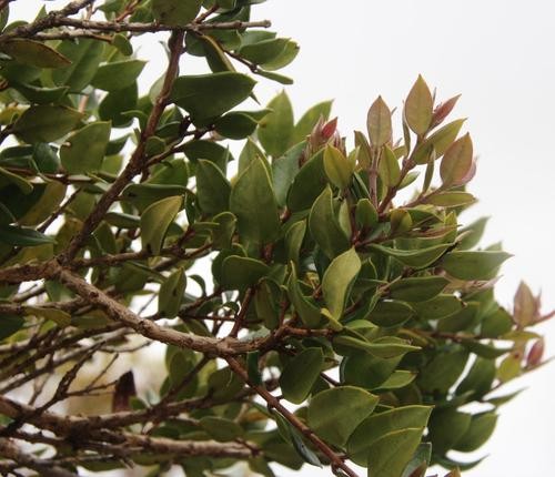 Arrayán (Luma apiculata) - PictureThis