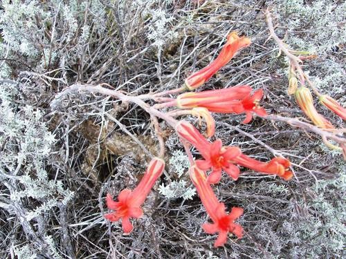Tylecodon grandiflorus - PictureThis