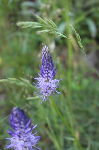 Phyteuma betonicifolium - PictureThis