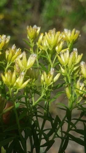 🍀 How to Grow and Care for Bushy goldentop
