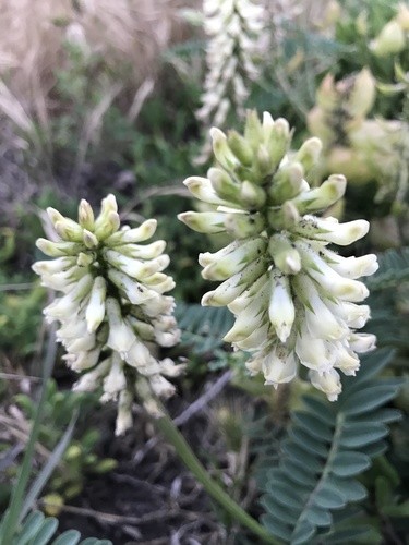 Nuttall's milkvetch (Astragalus nuttallii) Flower, Leaf, Care, Uses ...