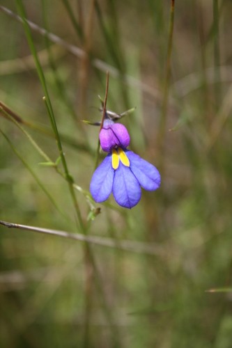Monopsis decipiens - PictureThis