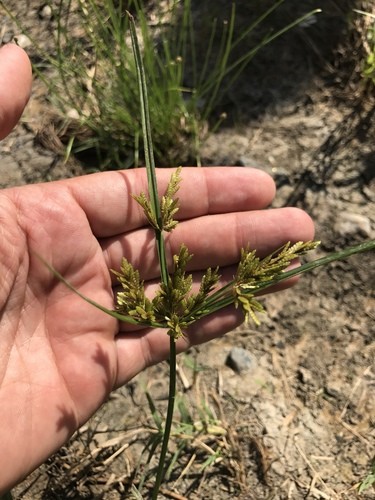 Cyperus iria - PictureThis