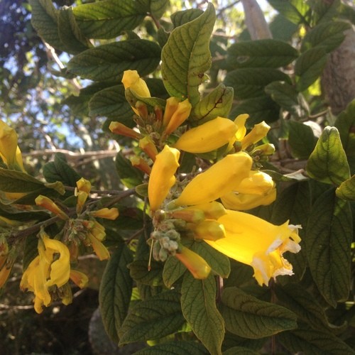 Bignonia (Bignoniaceae) Flower, Leaf, Care, Uses - PictureThis