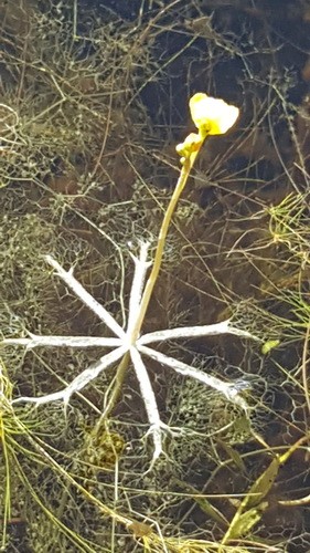 Utricularia radiata - PictureThis