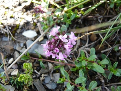 Tomillo Rastrero (Thymus praecox) - PictureThis