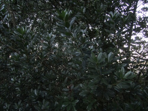 Candleberry-myrtle (Morella faya) Flower, Leaf, Care, Uses - PictureThis