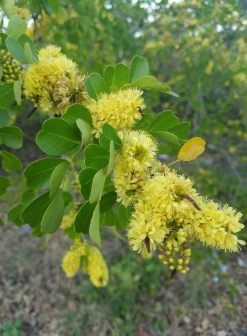 Blutholzbaum (Haematoxylum campechianum) - PictureThis
