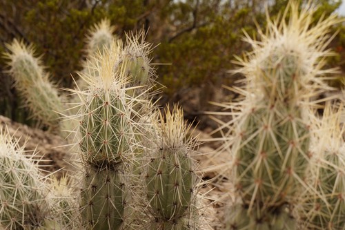 Choya organillo (Grusonia bradtiana) - PictureThis