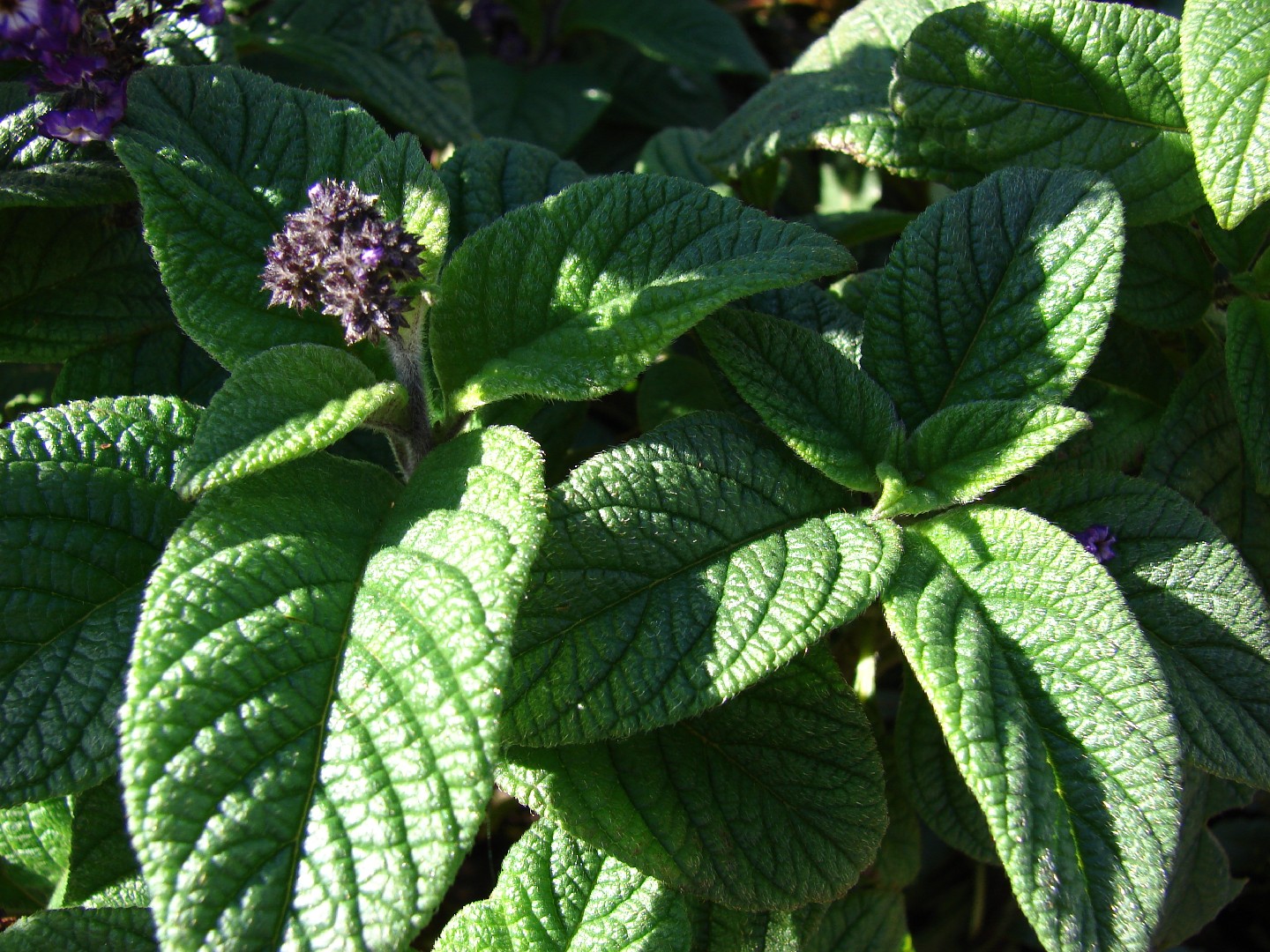 Cherry pie plant (Heliotropium arborescens) Flower, Leaf, Care, Uses ...