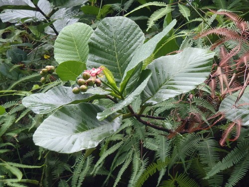 Simpoh ayer (Dillenia suffruticosa) Flower, Leaf, Care, Uses - PictureThis