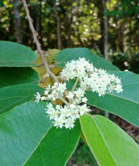 Commersonia Care (Watering, Fertilize, Pruning, Propagation) - PictureThis