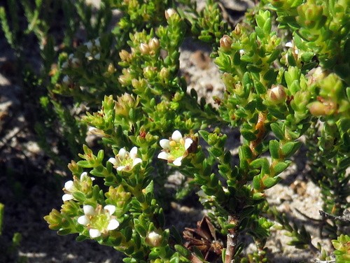 Diosma Care (Watering, Fertilize, Pruning, Propagation) - PictureThis