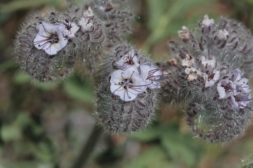 Phacelia hubbyi - PictureThis