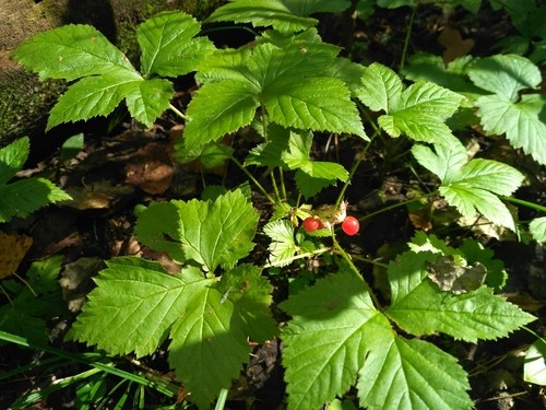 Rubus humulifolius - PictureThis