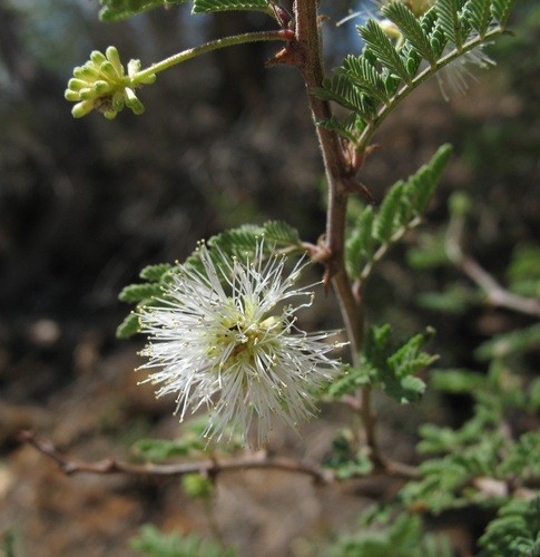 Uña de gato (Mimosa aculeaticarpa) - PictureThis
