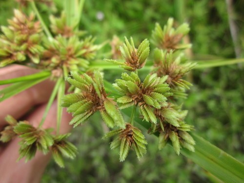 Cyperus virens - PictureThis