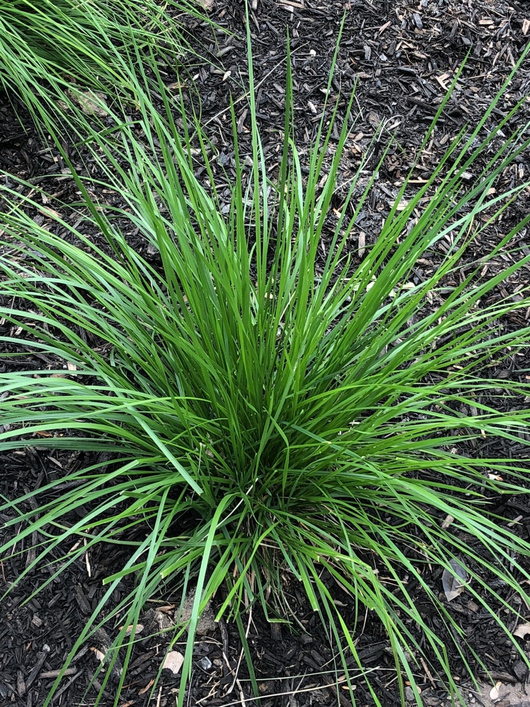 Where To Place Prairie Dropseed In Feng Shui? (Characteristics ...