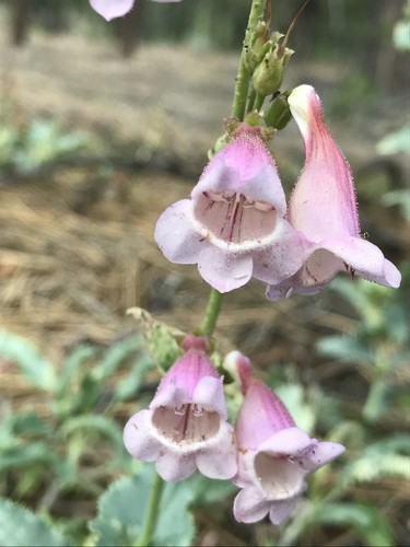 Penstemon clutei - PictureThis