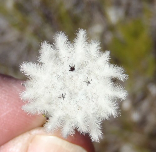 Phylica curvifolia Flower, Leaf, Care, Uses - PictureThis