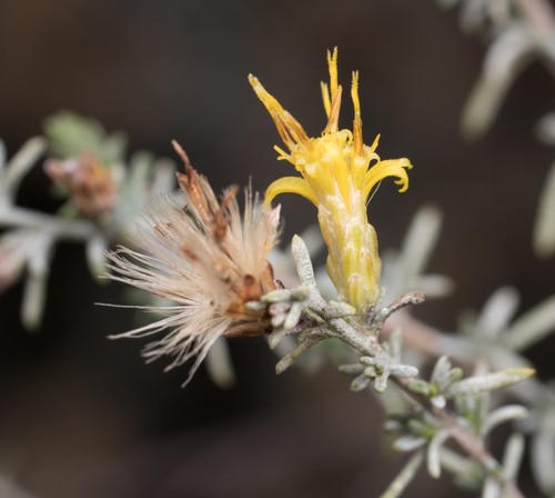 Pine-bush (Ericameria pinifolia) Flower, Leaf, Care, Uses - PictureThis