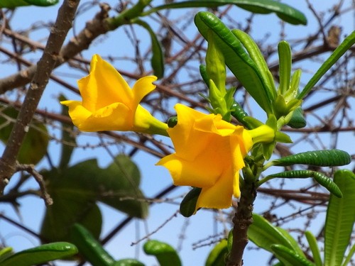 Cascabela ovata Flower, Leaf, Care, Uses - PictureThis