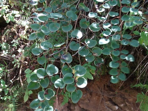 Ítamo real (Pellaea cordifolia) - PictureThis