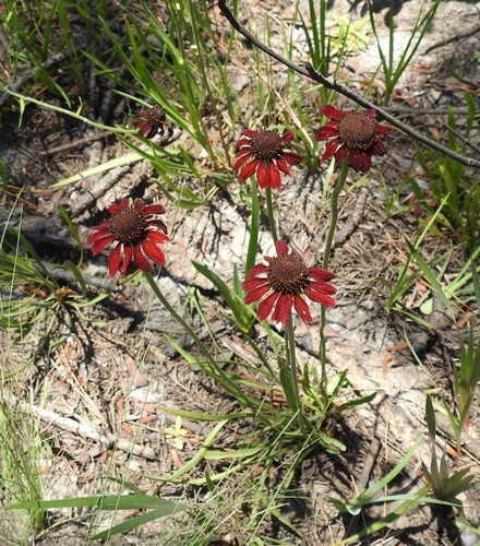 Grassleaf coneflower Care (Watering, Fertilize, Pruning, Propagation ...