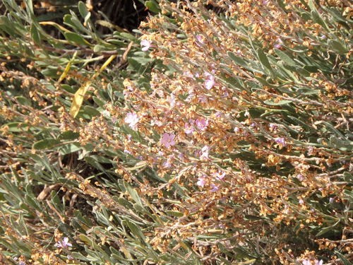 Limoniastrum Care (Watering, Fertilize, Pruning, Propagation) - PictureThis