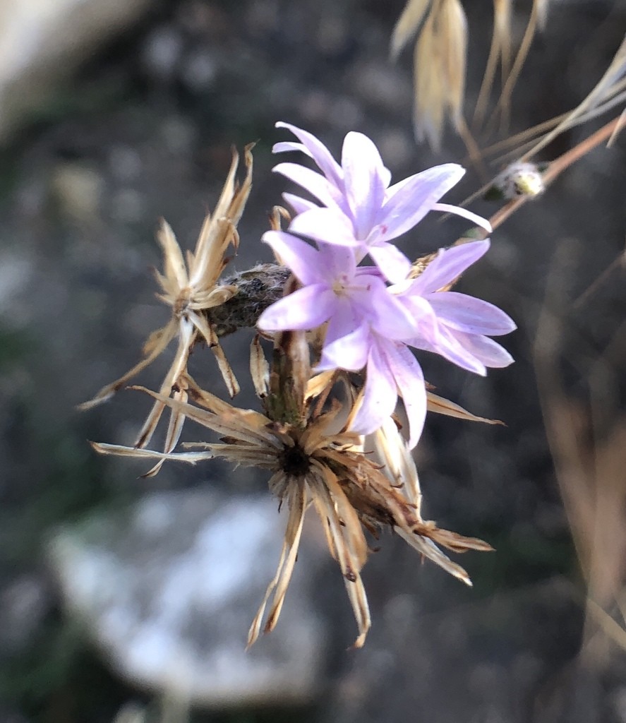 Lessingia leptoclada - PictureThis