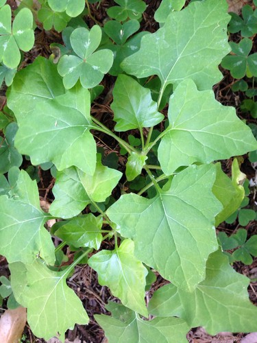 American trail plant (Adenocaulon bicolor) Flower, Leaf, Care, Uses ...