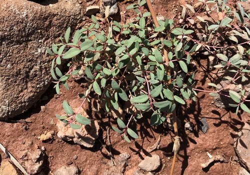 Bristlecup sandmat (Euphorbia chaetocalyx) Flower, Leaf, Care, Uses ...