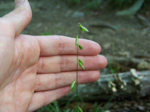 Twoflower melicgrass (Melica mutica) Flower, Leaf, Care, Uses - PictureThis