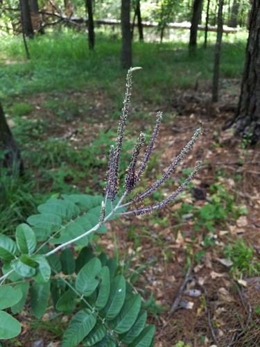 Amorpha paniculata - PictureThis
