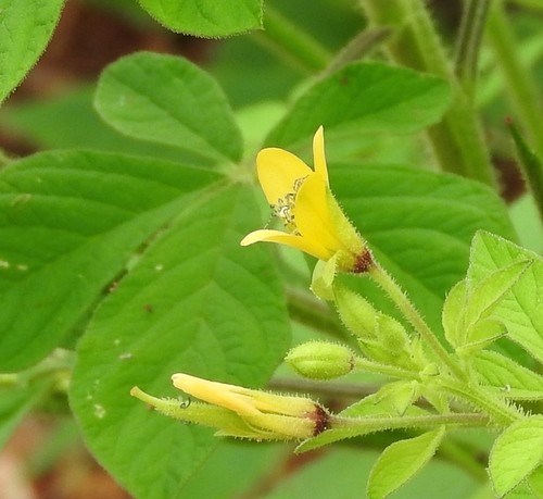 Asian spiderflower (Arivela viscosa) Flower, Leaf, Care, Uses - PictureThis