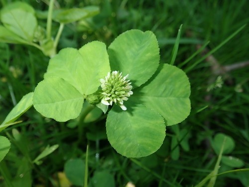 Running buffalo clover (Trifolium stoloniferum) Flower, Leaf, Care ...