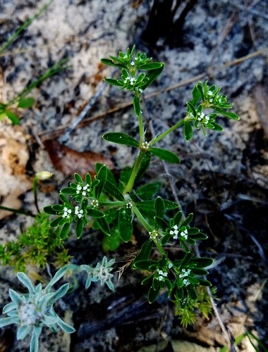 Drummond's nailwort (Paronychia drummondii) Flower, Leaf, Care, Uses ...