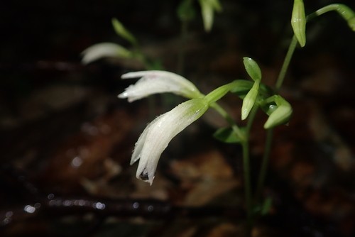 Triphora trianthophoros - PictureThis