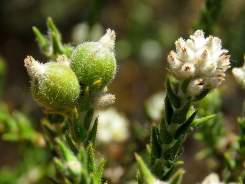 Phylica Flower, Leaf, Care, Uses - PictureThis