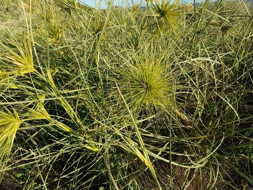 Beach spinifex (Spinifex longifolius) Flower, Leaf, Care, Uses ...