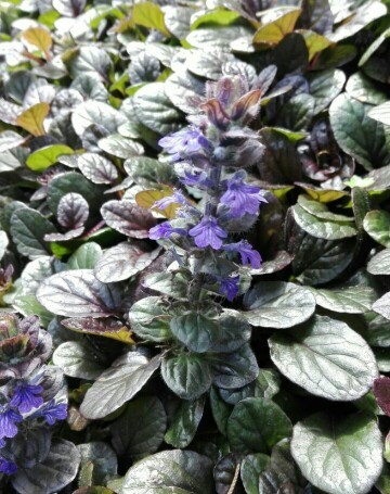 Soroseris Care (Watering, Fertilize, Pruning, Propagation) - PictureThis