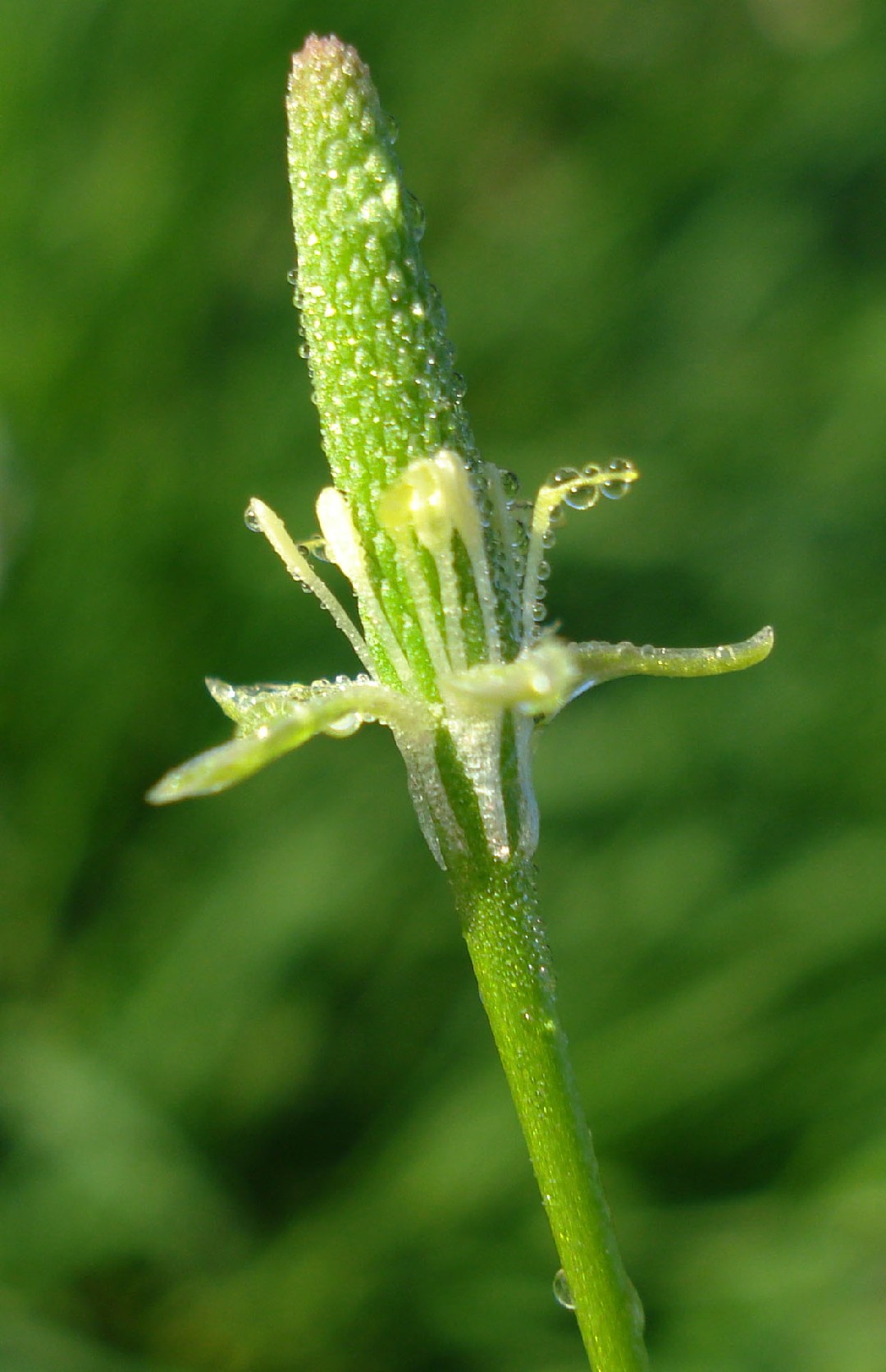 Mousetails (Myosurus) Flower, Leaf, Care, Uses - PictureThis