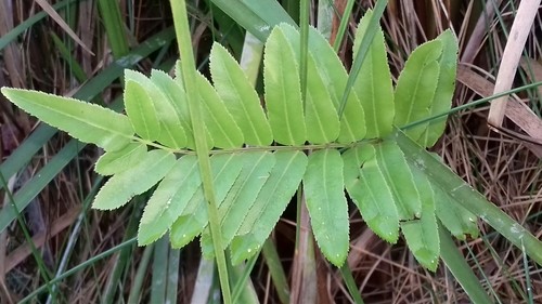 Swamp fern (Telmatoblechnum serrulatum) Flower, Leaf, Care, Uses ...