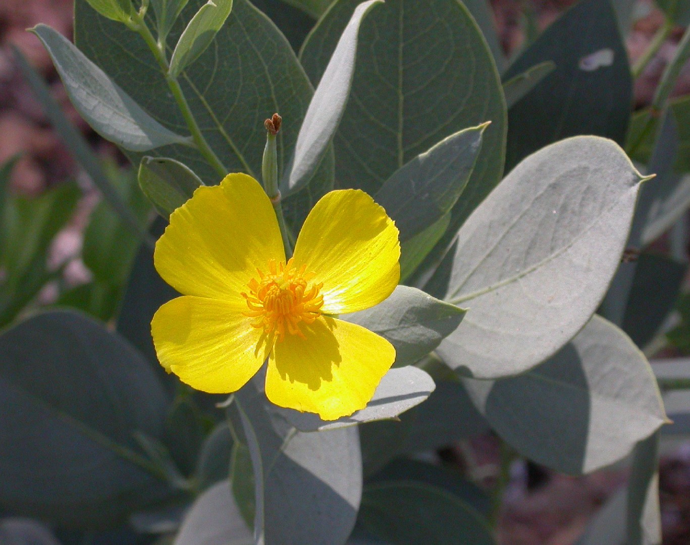 How to identify Harford's tree poppy (Dendromecon harfordii)