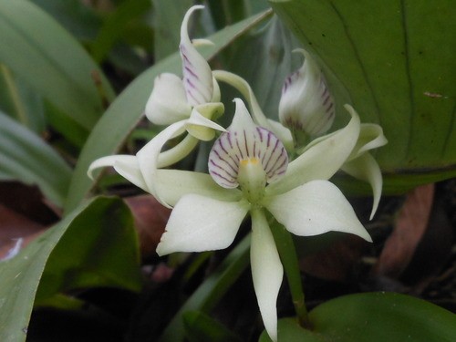 Prosthechea fragrans - PictureThis