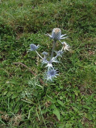 Cardo azul (Eryngium bourgatii) - PictureThis