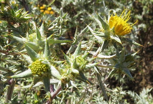 African thistle (Berkheya rigida) Flower, Leaf, Care, Uses - PictureThis