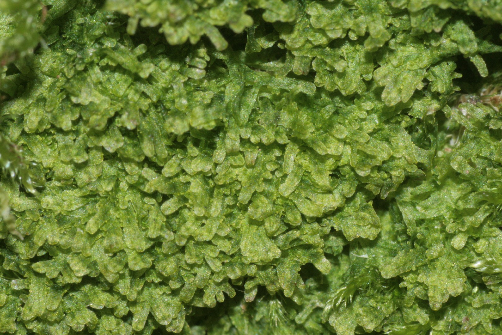 Metzgeria furcata - PictureThis