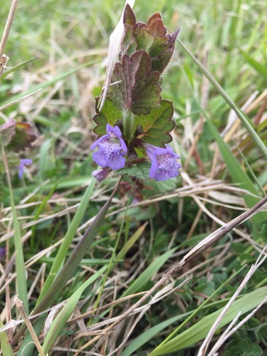 Glechoma hirsuta Flower, Leaf, Care, Uses - PictureThis